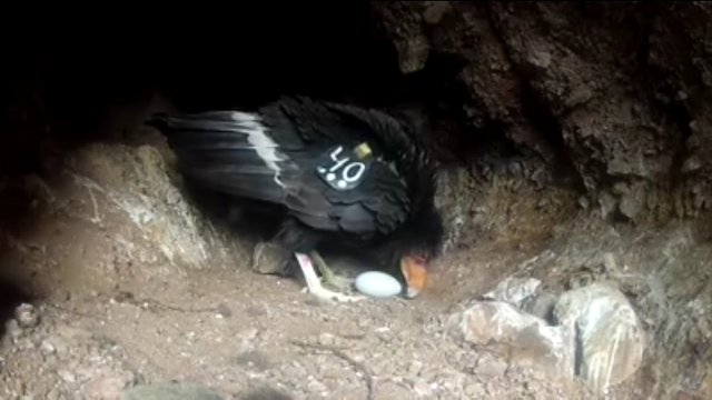 Condor nest found at Pinnacles National Park | BenitoLink