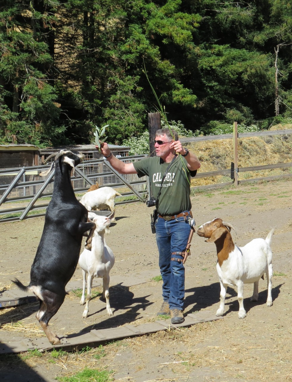 Input sought on sheep and goat producer survey | BenitoLink