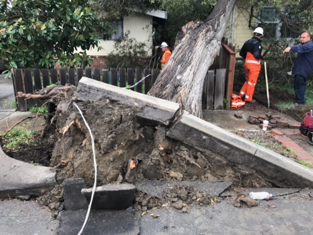Fallen tree hits house, causes gas leak | BenitoLink