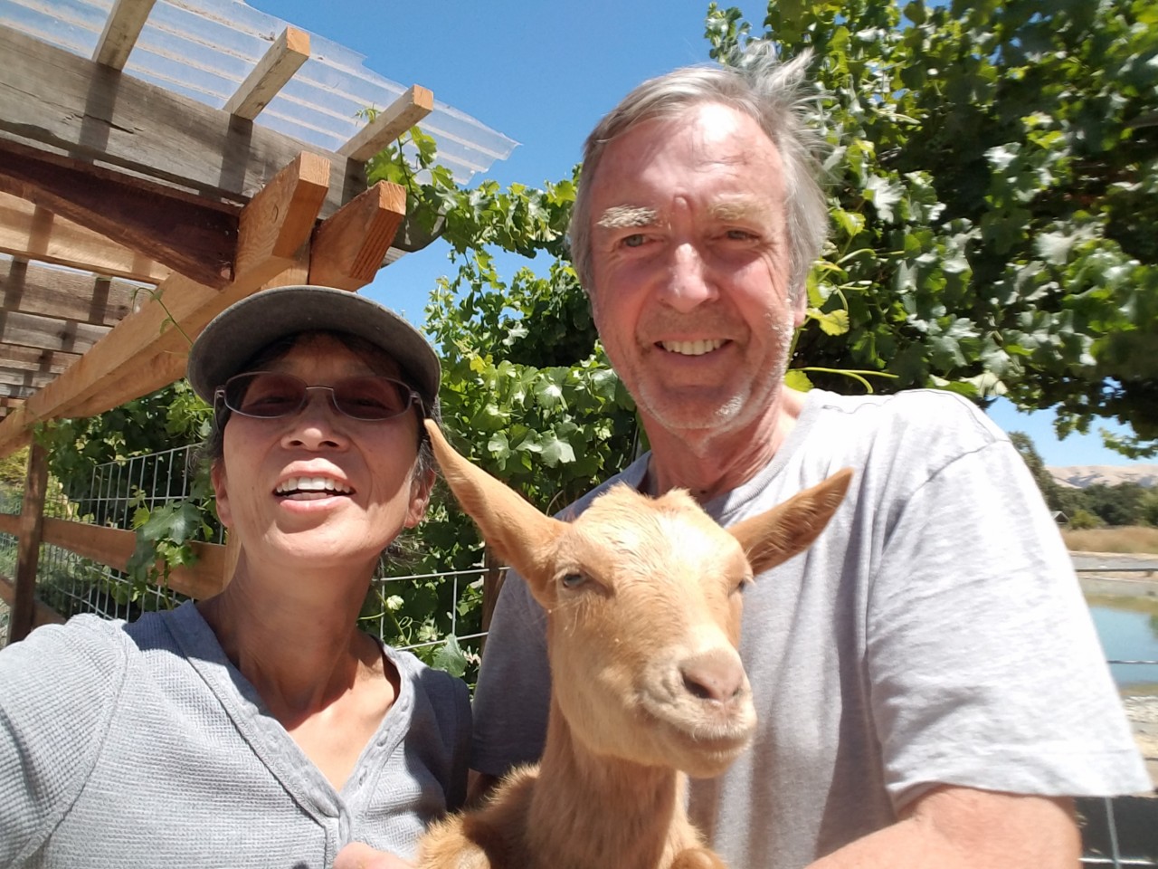 Evergreen Acres Farms makes sweet milk from goats | BenitoLink