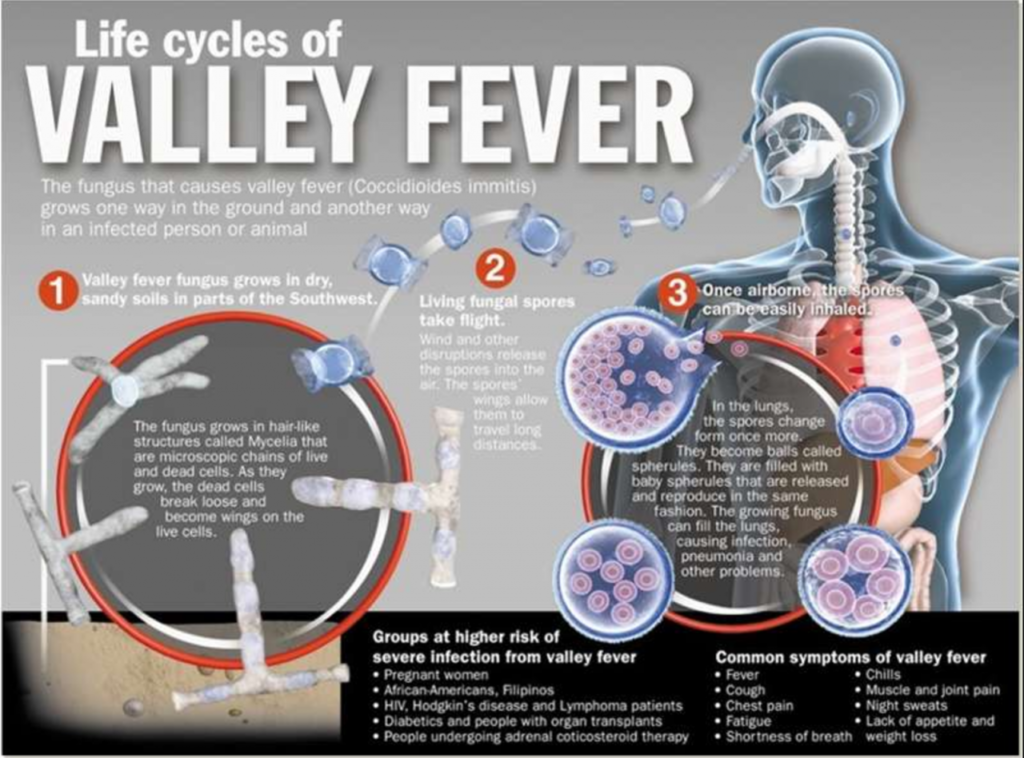 Increase in reported valley fever cases locally and statewide | BenitoLink