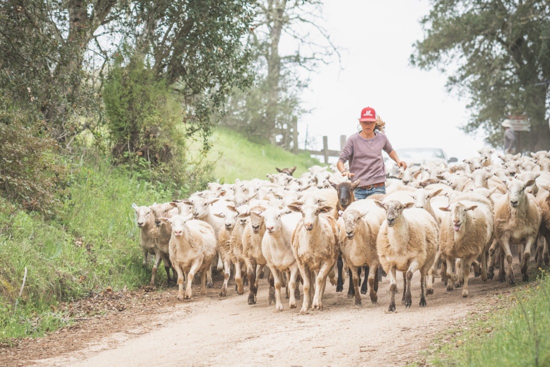 Grazing sheep helps the soil at Calera Wine vineyards | BenitoLink