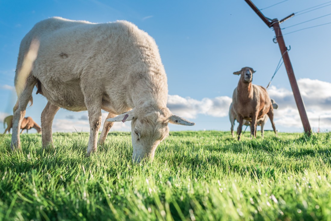 Grazing sheep helps the soil at Calera Wine vineyards | BenitoLink