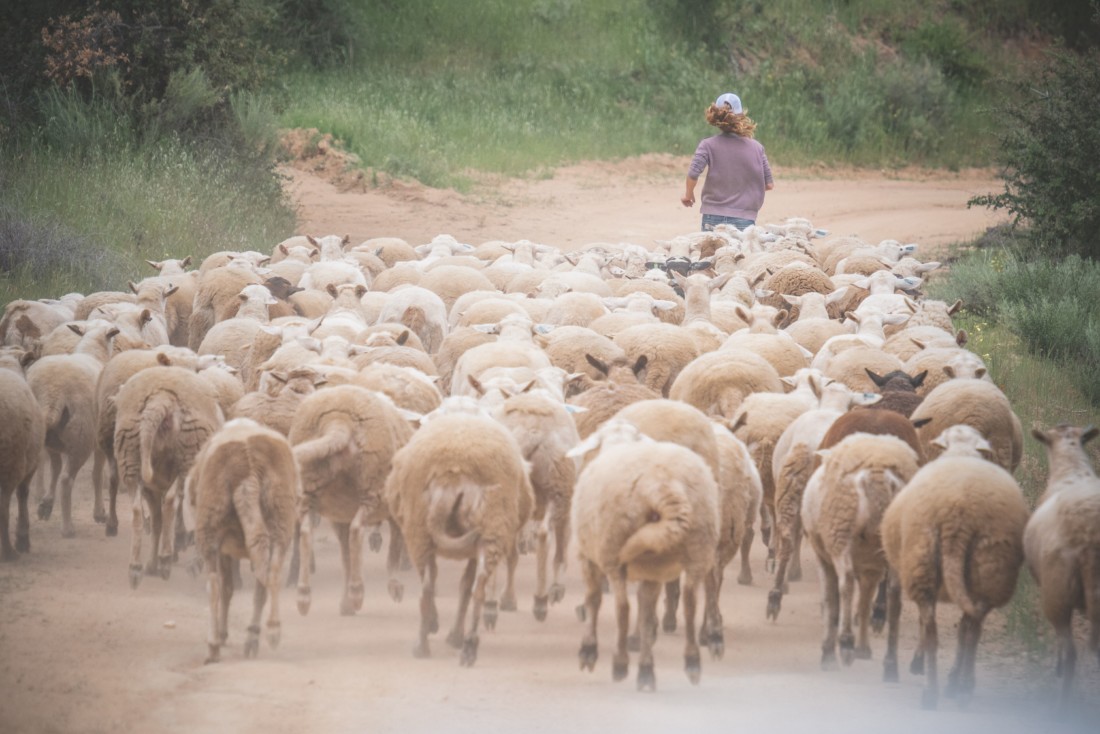 Grazing sheep helps the soil at Calera Wine vineyards | BenitoLink