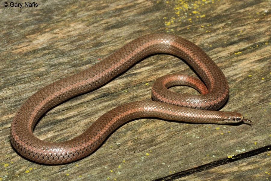 BL Longform: Snakes of San Benito County | BenitoLink