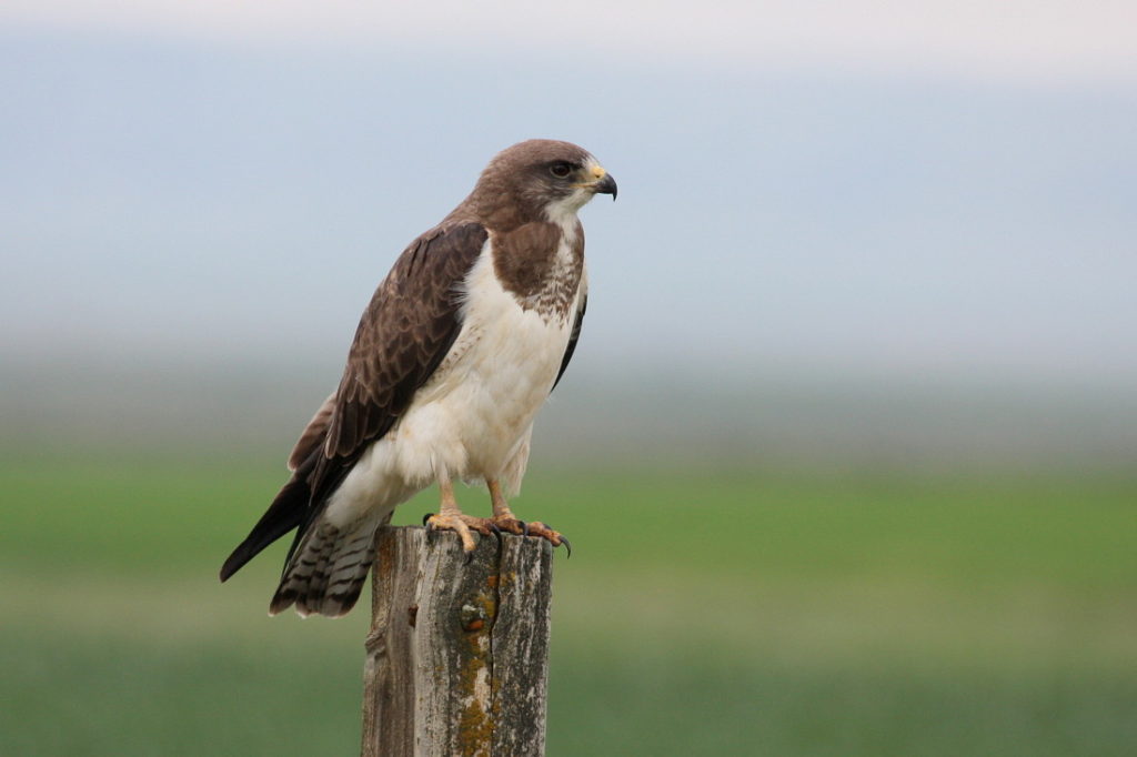 Large communal roost of Swainson’s hawks discovered in Panoche Valley ...